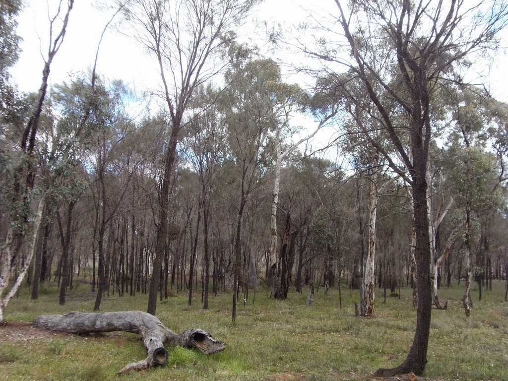 Solo Steve On The Road: YORNANING DAM via CUBALLING WA