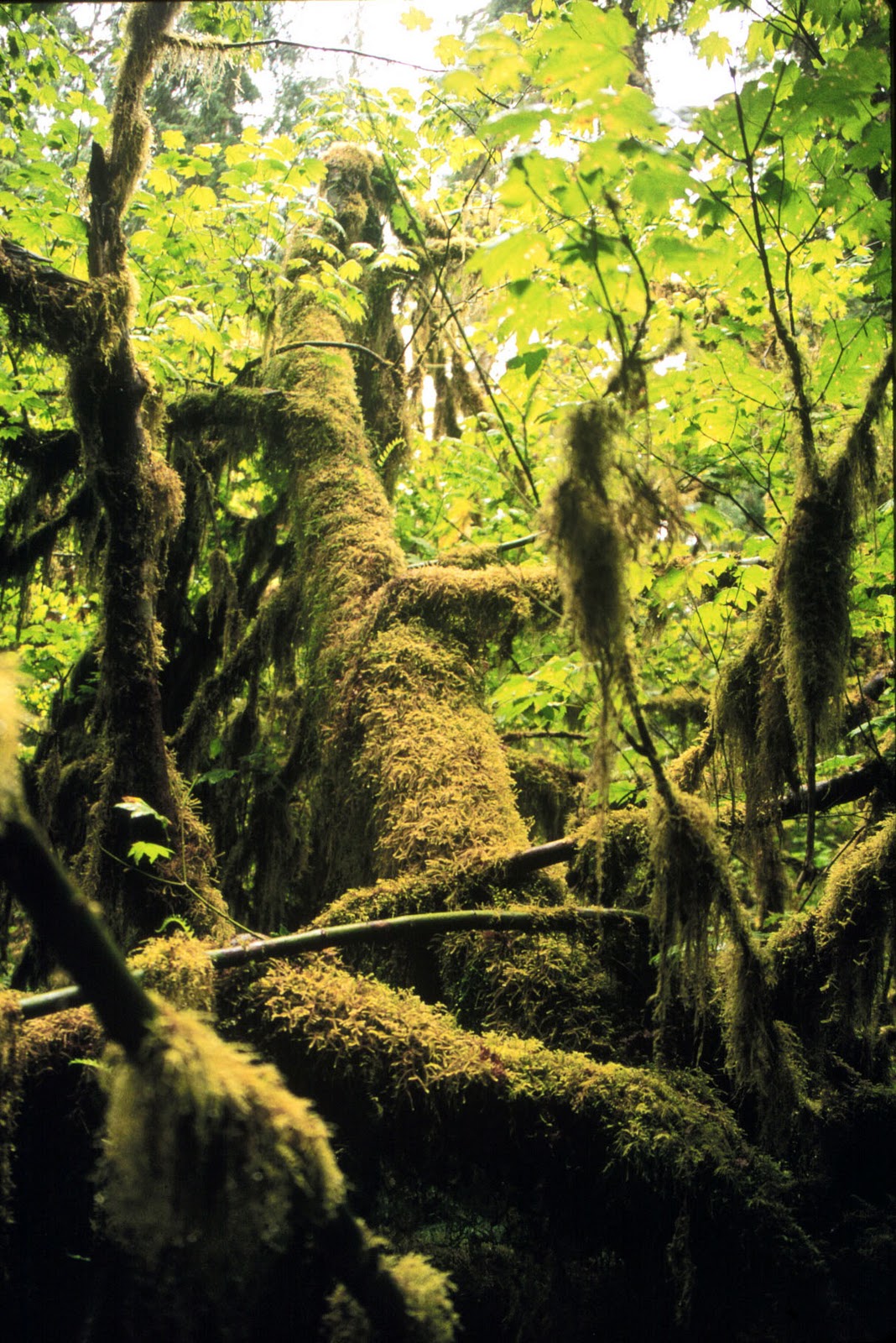 Botany Professor: Why are there no moss trees?