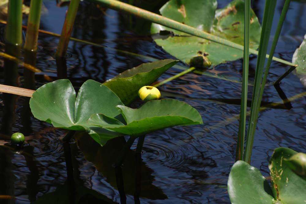 Space Coast Wildflowers: Tosohatchee WMA, June 3, 2012