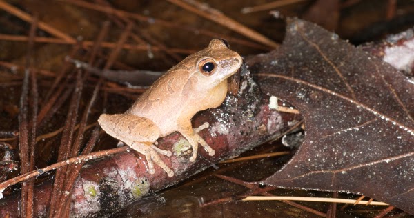 Frog Blog: Spring Peeper (in Texas, finally!)Pseudacris crucifer
