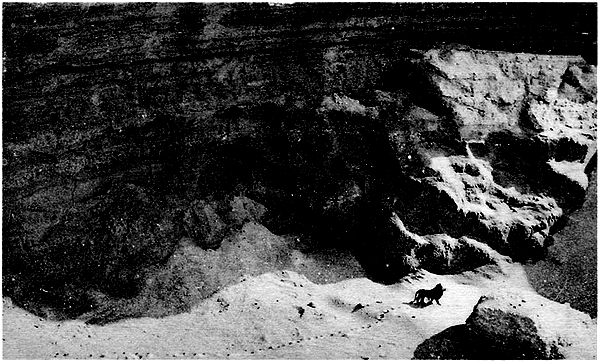 El blog de las especies singulares: El león del Atlas