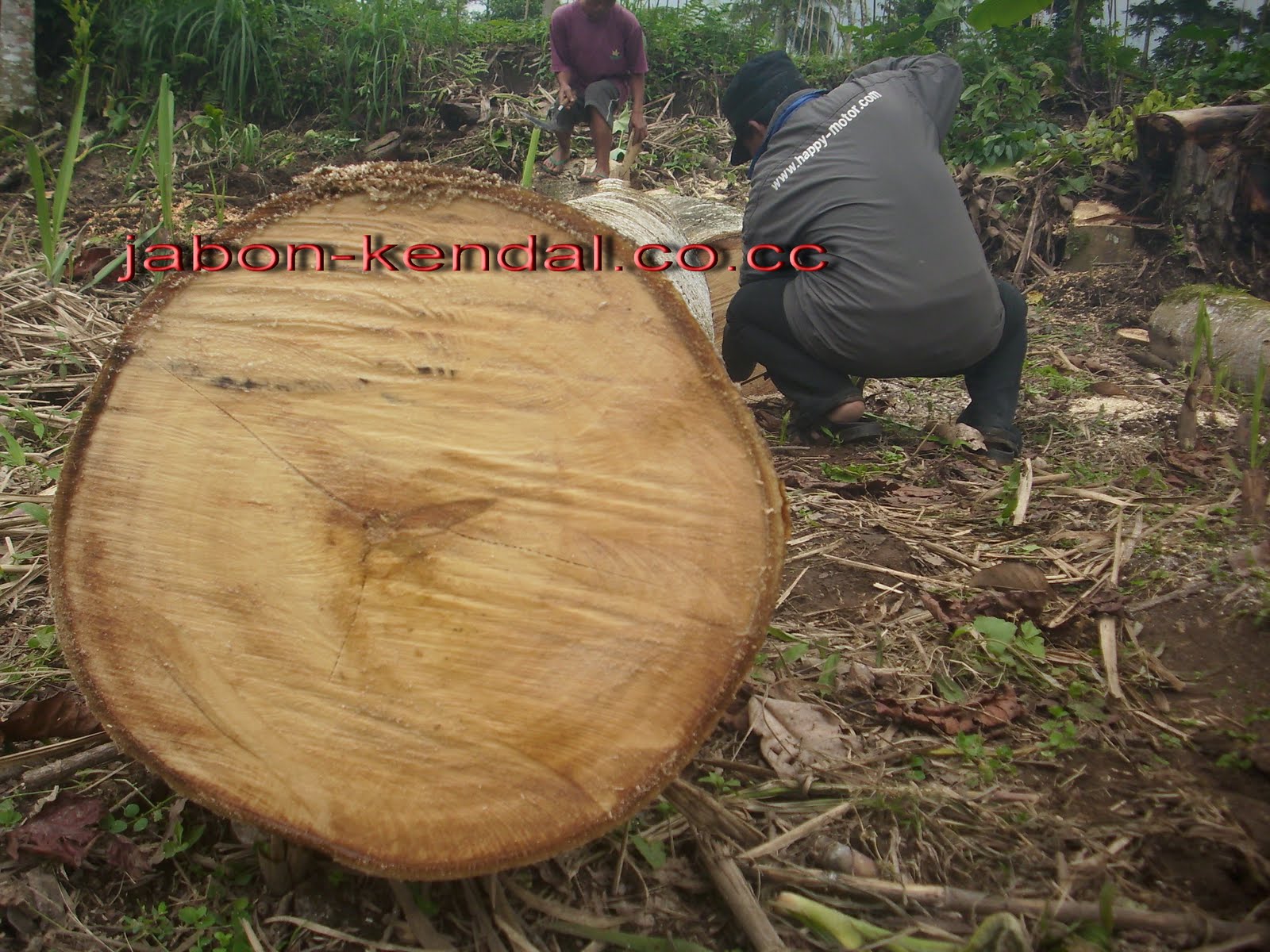 PANEN KAYU JABON - Kompasiana.com