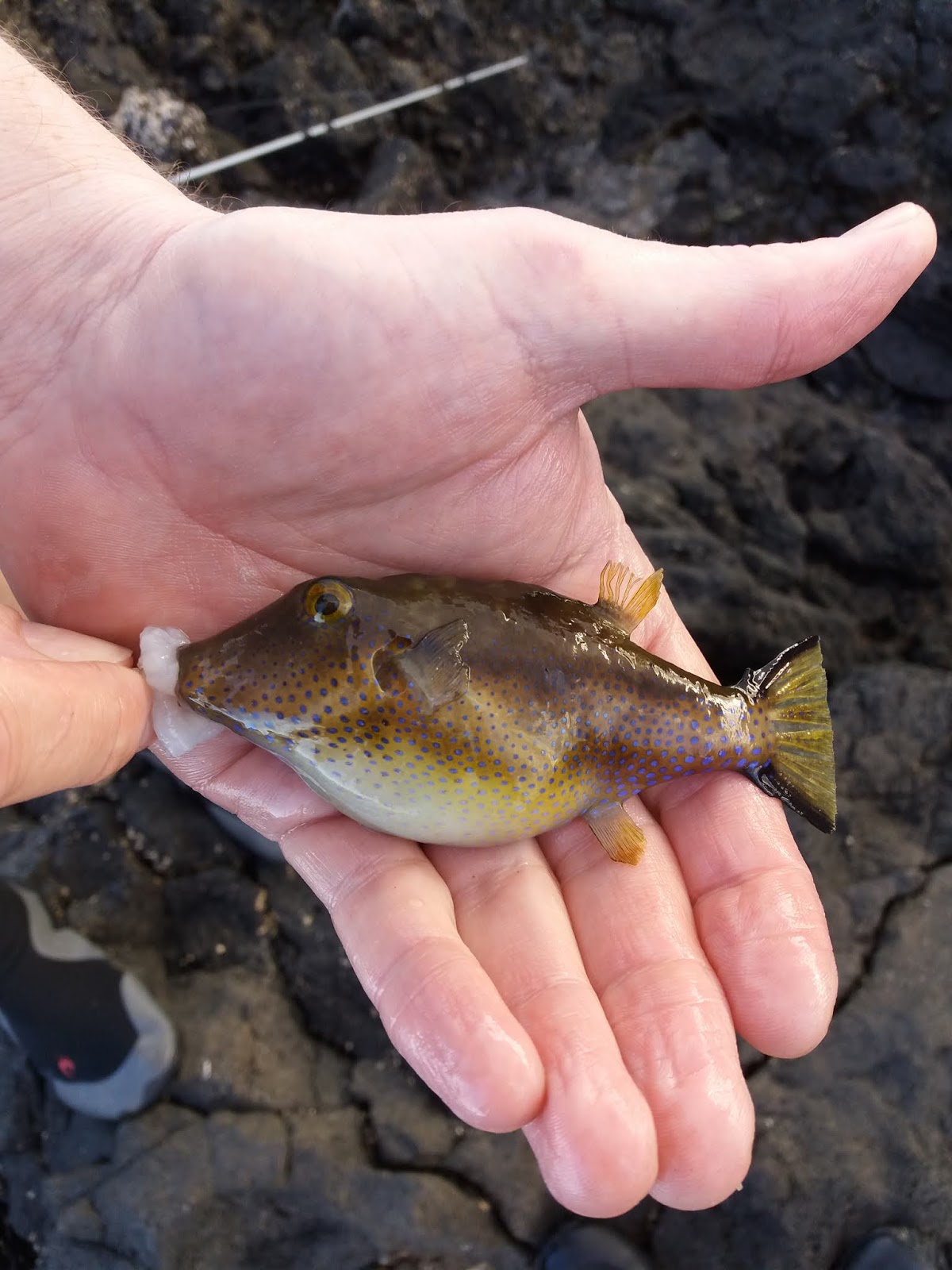 Suburban Flyman - watery diary of a north Bristol surfing angler ...