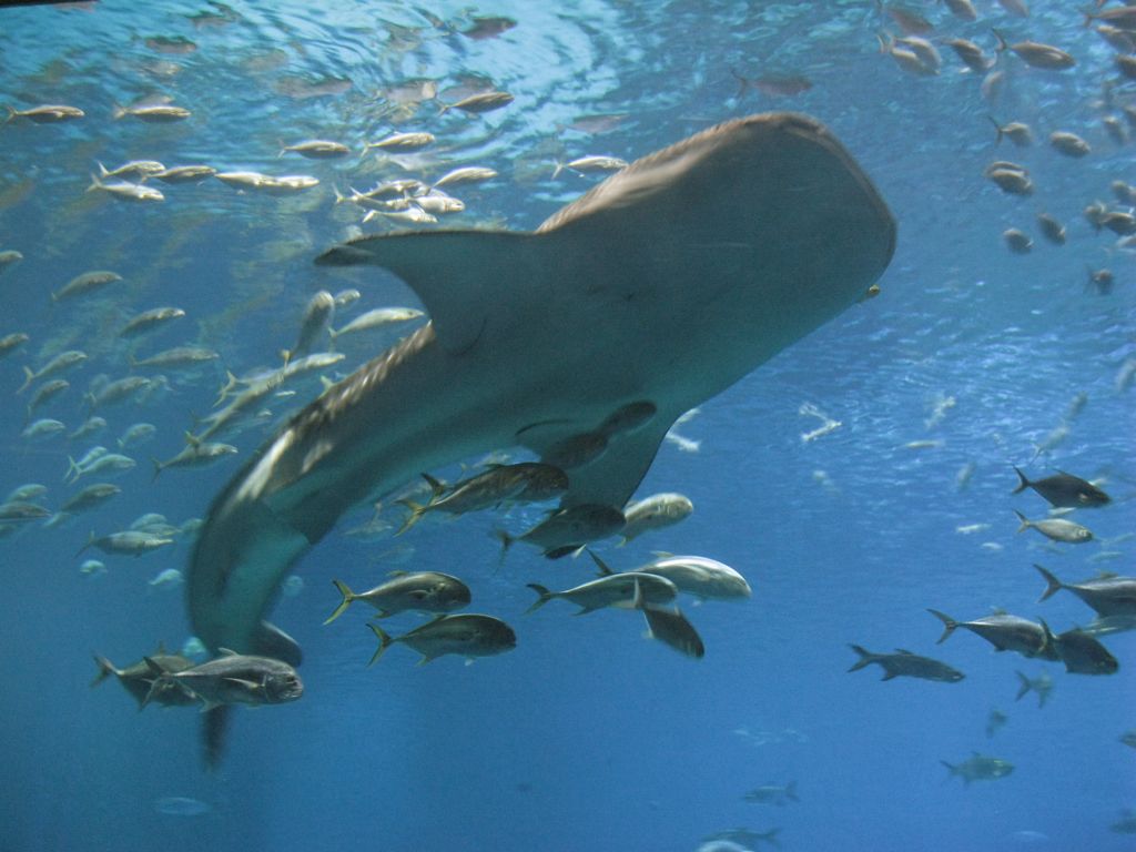 Kaban ni Lino Labra: B U T A N D I N G