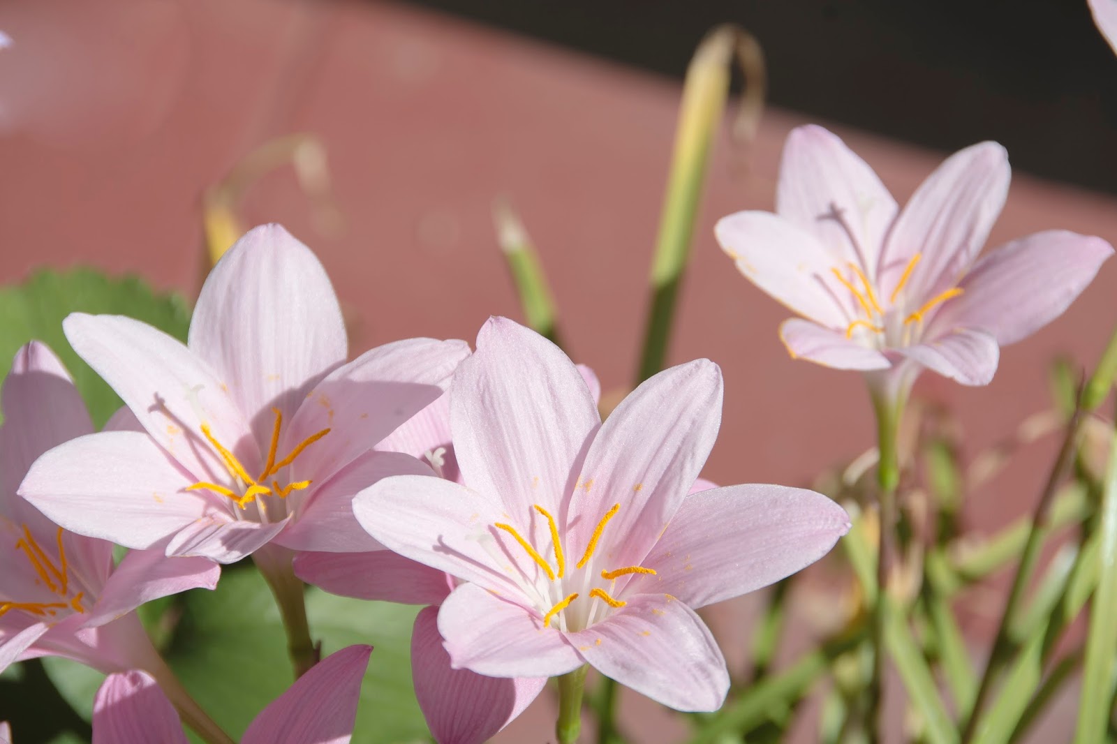 Las flores de la terraza - Caprichitos casi tan bellos como mi moza ...