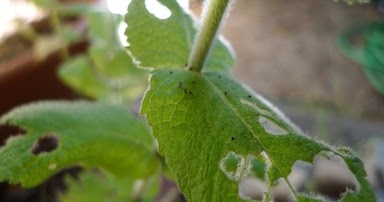 egg juice with pepperoni: Garden Bugs