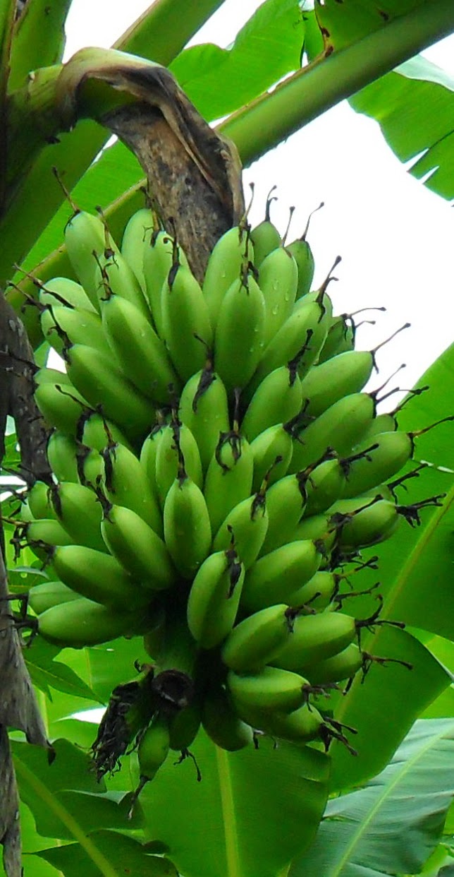 Pisang Mas | Bibit Pisang-KU