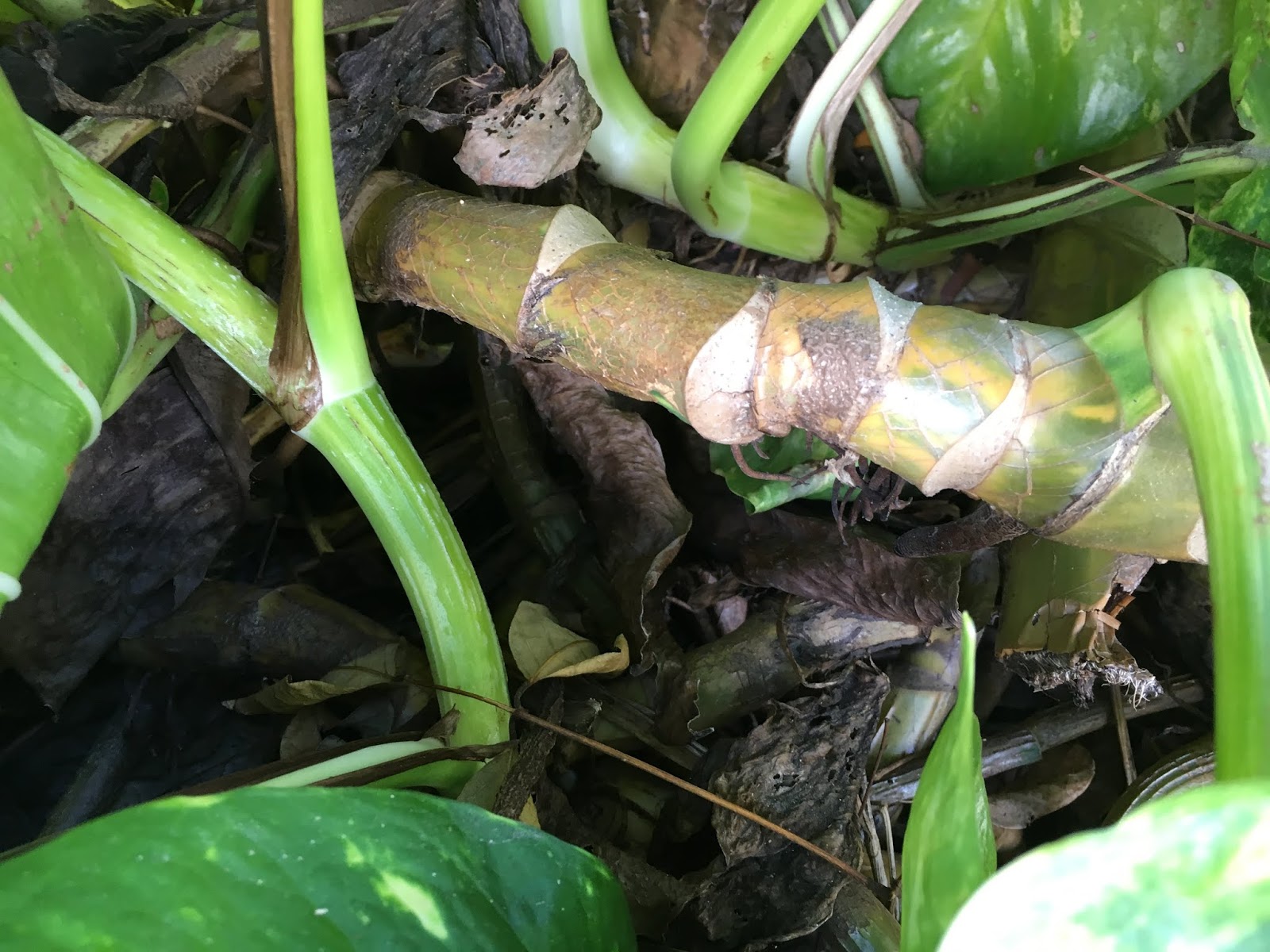 Epipremnum aureum (Golden Pothos)
