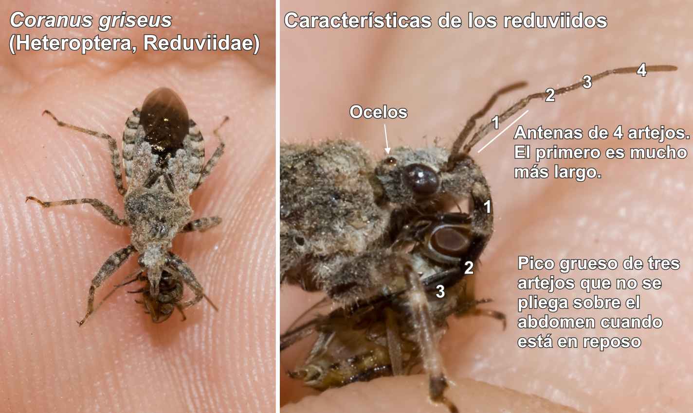 Homo agricola: Atherigona orientalis en berenjena