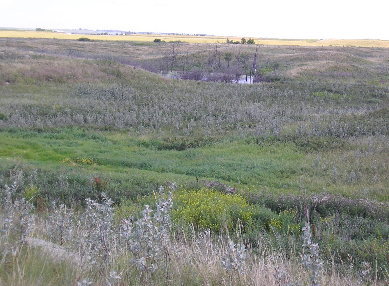 EcoFriendly Sask: The Northeast Swale: Saskatoon's Conservation ...