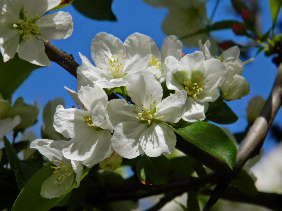 LA MULTI ANI, ROMANIA!: Merisor alb