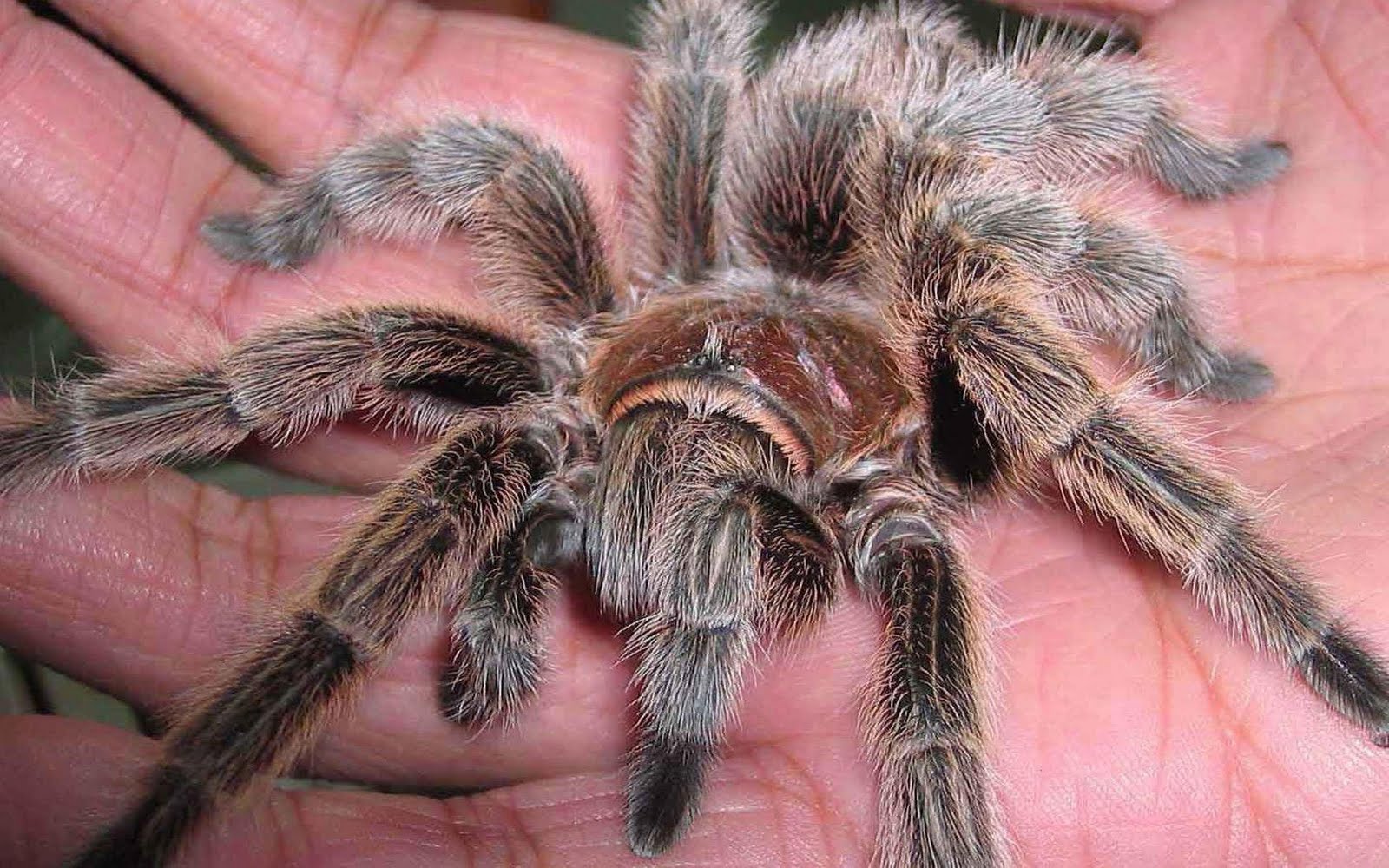 Spinnen Achtergronden