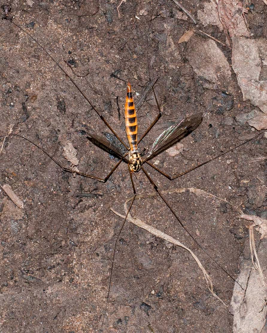 East Glamorgan Wildlife: Spotted crane fly at Forest Farm