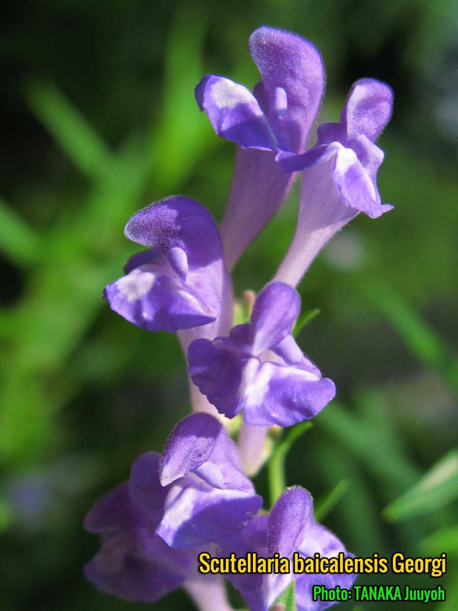 Medicinal Plants: Scutellaria baicalensis, Baikal Skullcap, Bajkala ...