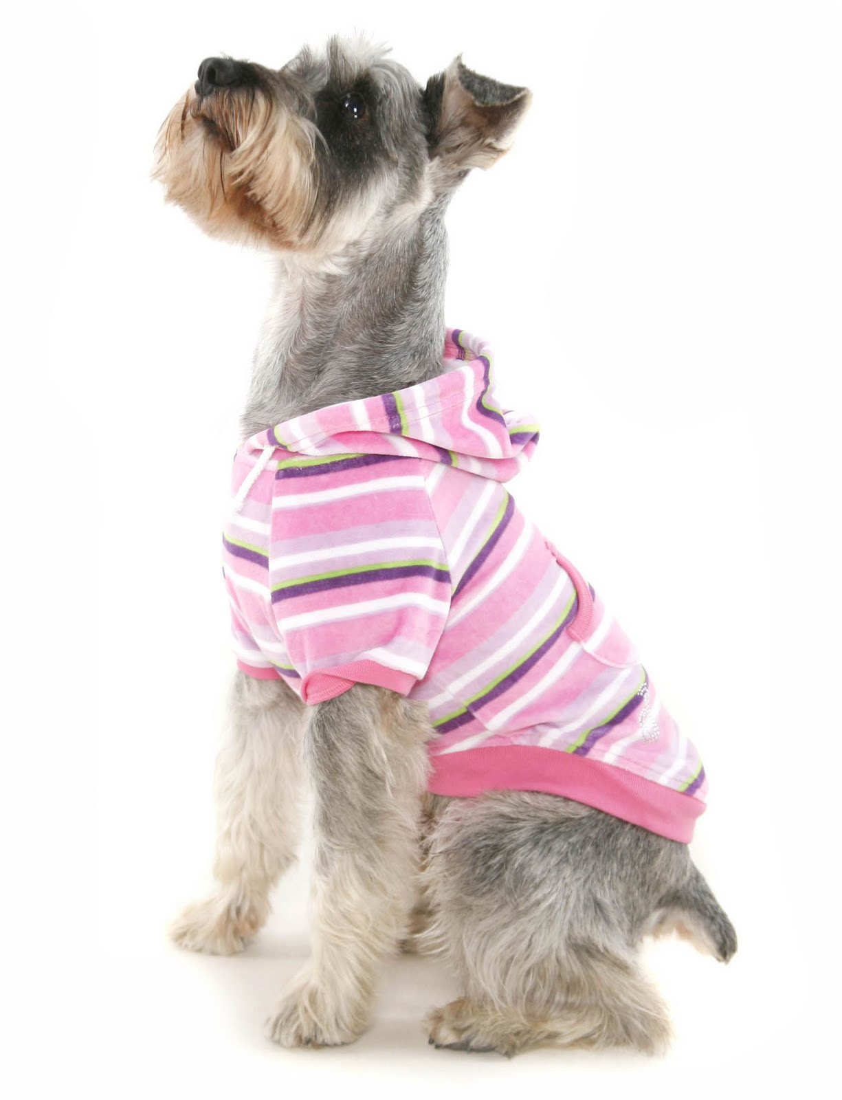 DOGGY CLOTHES LA MEJOR ROPA CANINA