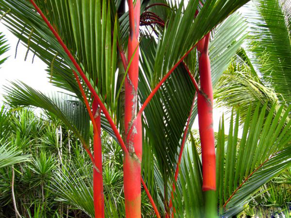 Palem Merah, Karena Keunikannya, Tanaman Ini di Jadikan Sebagai Maskot ...