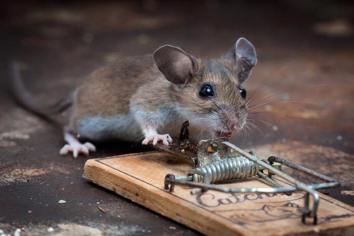 El Rincón de la Colo: UN RATÓN EN PROBLEMAS.