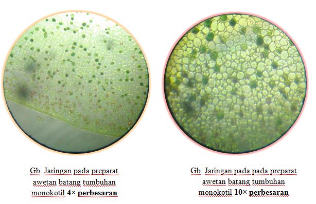 Dunia Aku Maya: Pengamatan Jaringan Tumbuhan Monokotil dan Dikotil