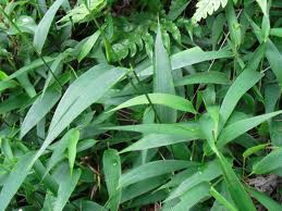 RUMPUT BAMBU | Eny Prasetyo