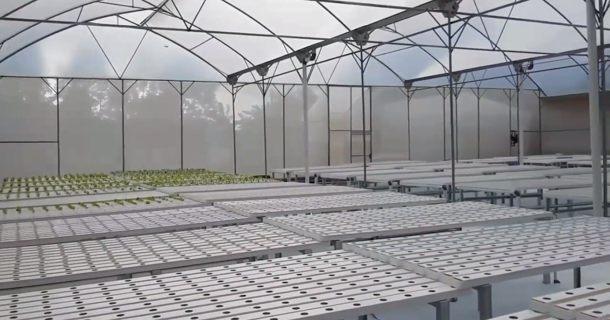 Inilah 5 Manfaat Pembangunan Greenhouse Untuk Budidaya Tanaman - Lim ...