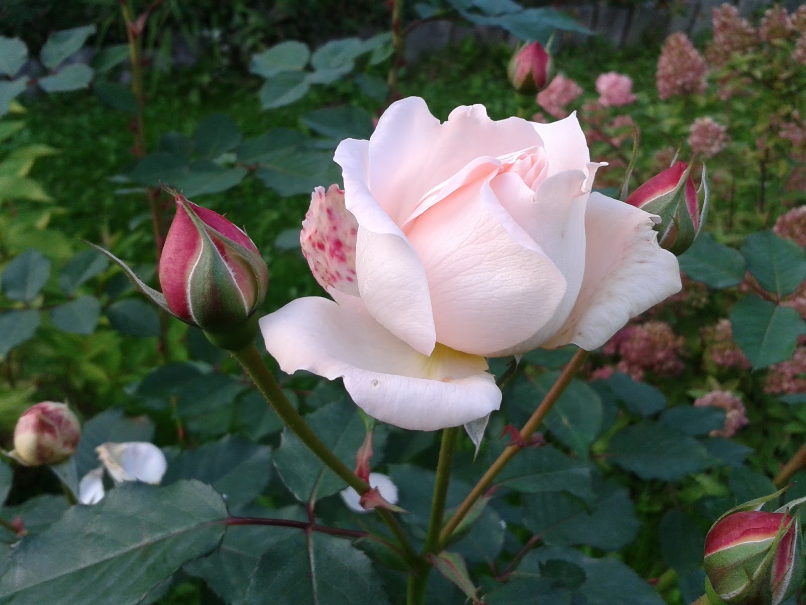 Ranczo Elma: Róża (Rosa) Clair Renaissance