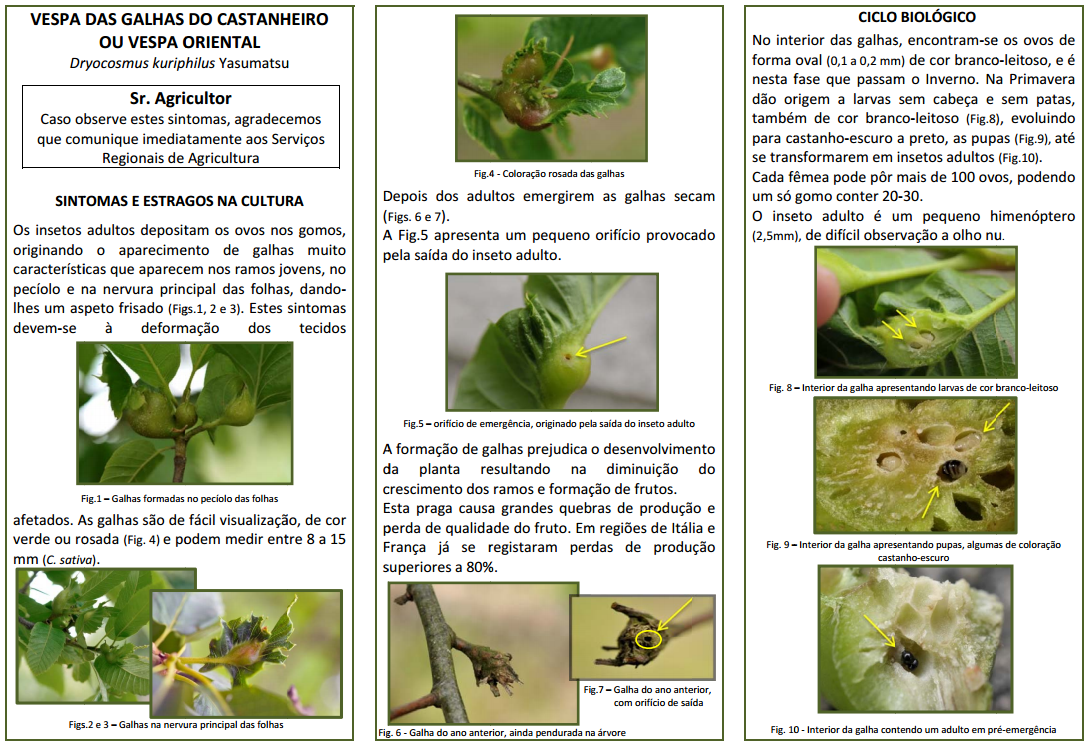 HORTICULARIDADES: Vespa da Galha do Castanheiro...