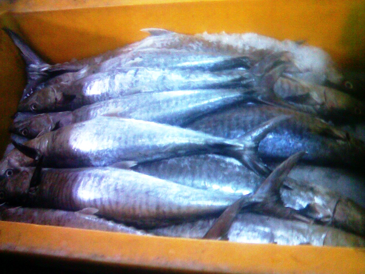 Ikan laut beku
