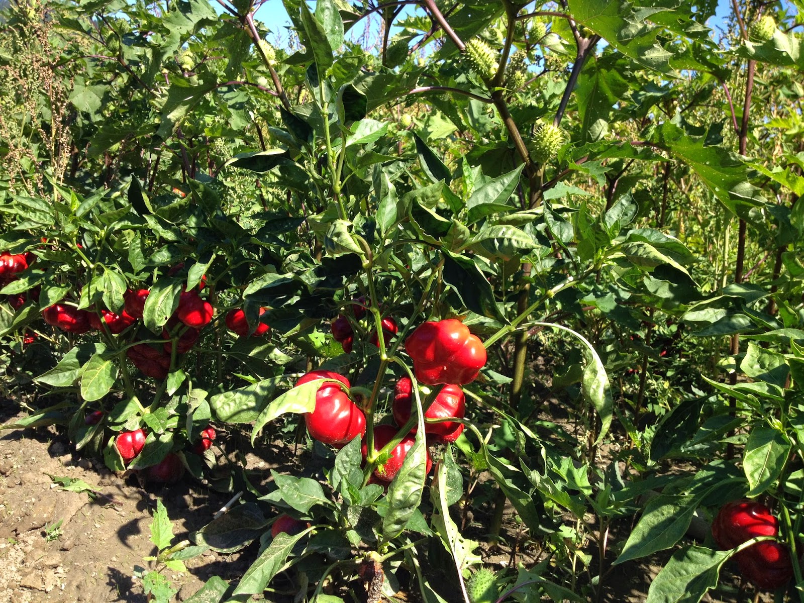 Seed Revolution Now!: Red Ruffled Pimiento