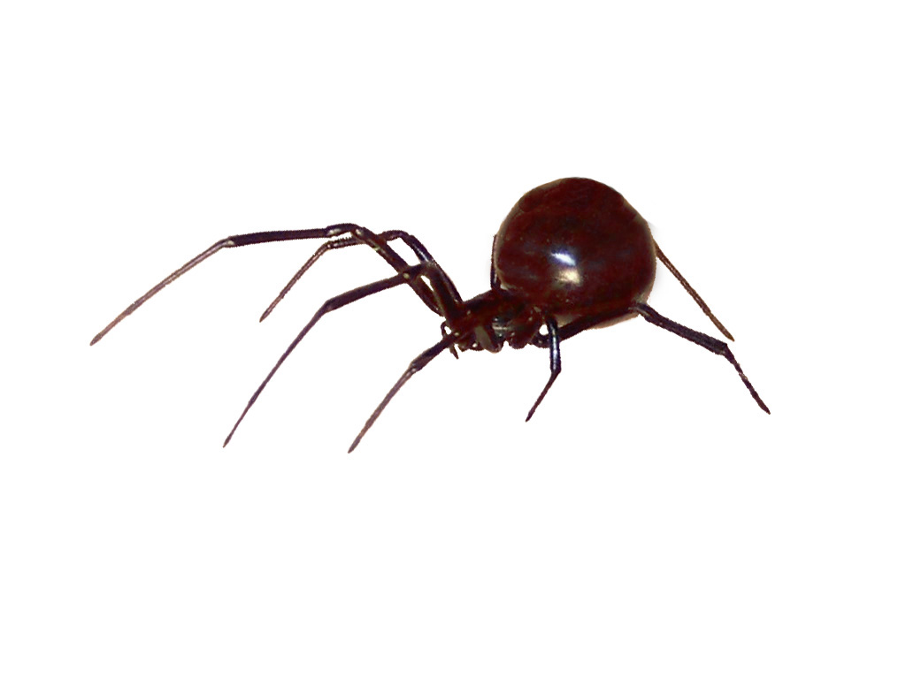 Wanted - Looking for these Spiders | Michigan Spiders
