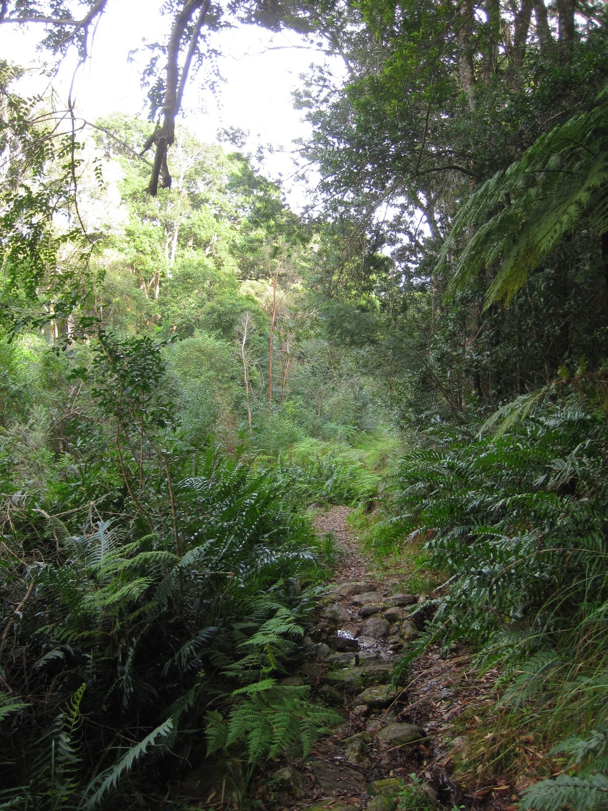 George Dam Trail Run