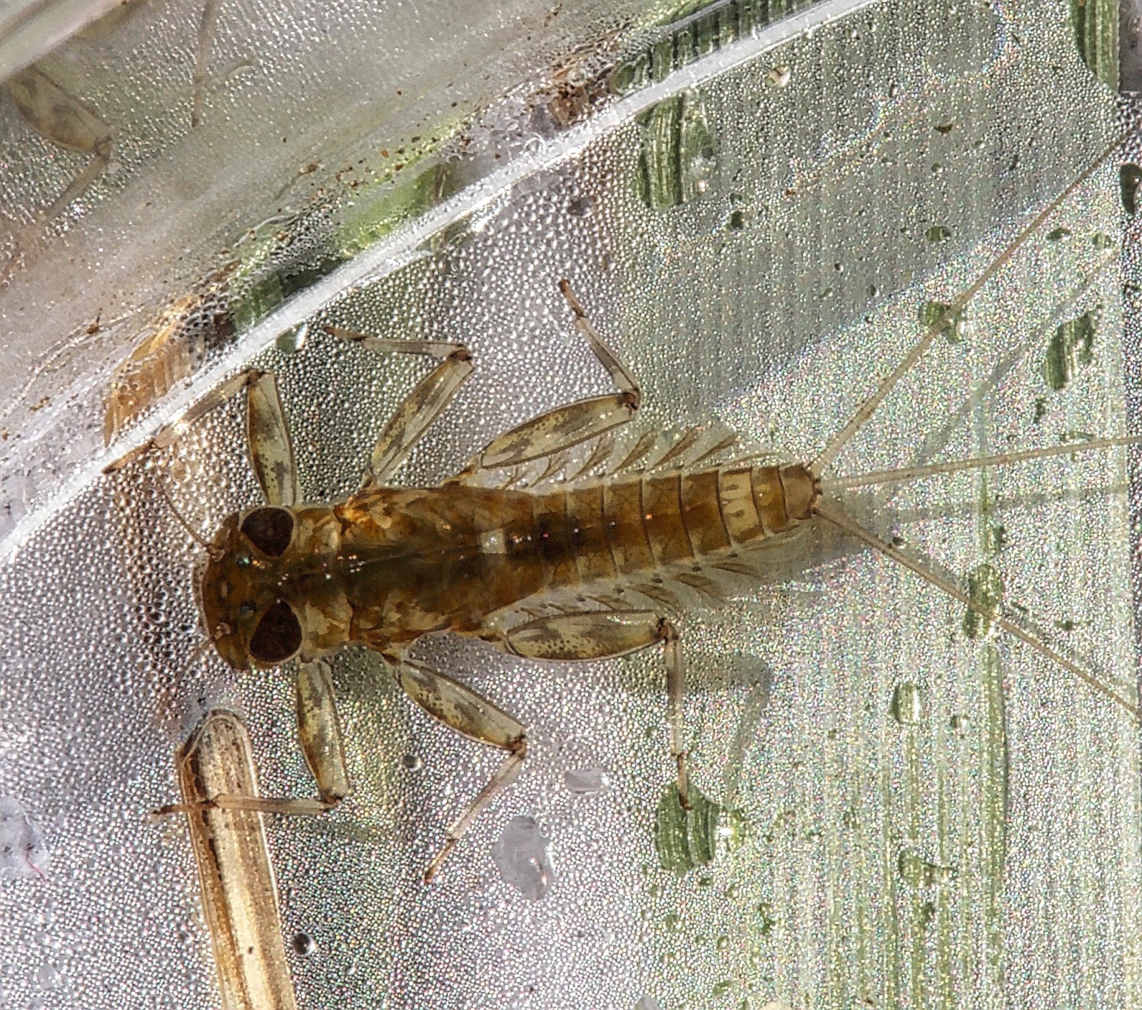 Aquatic Insects of Central Virginia: The flatheaded mayfly ...