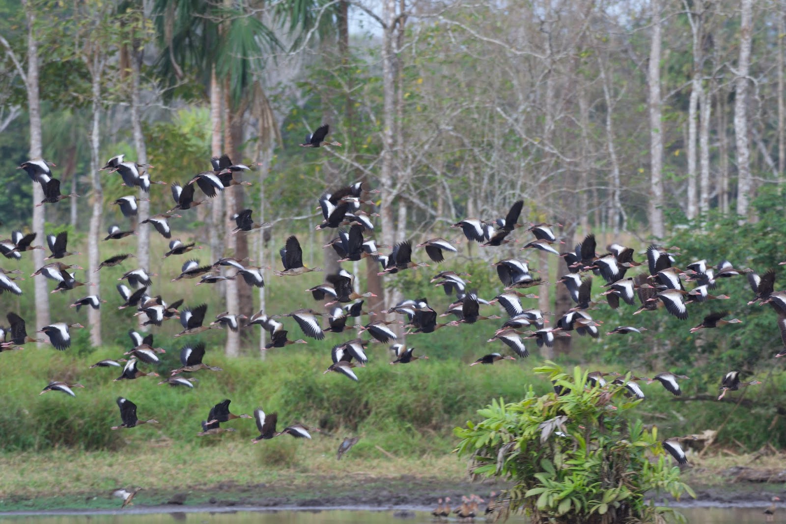 Jan Axel's Blog: A Visit to Finca Los Lagos (aka Ibis-Land)