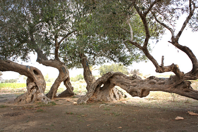 Antiguos OLIVOS del Mediterráneo : TUNISIA. ISLAND OF DJERBA. HOUMT ...