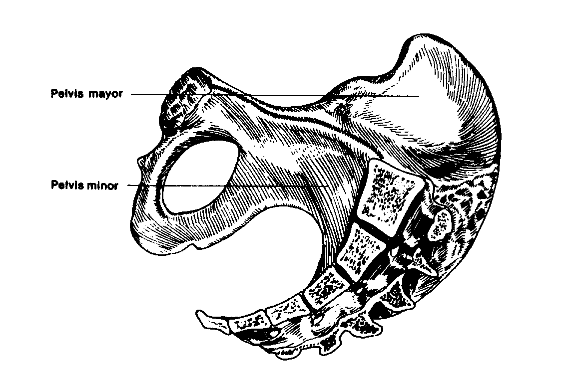 Kebidanan: 2. Proses Adaptasi Fisiologis dan Psikologis dalam Kehamilan