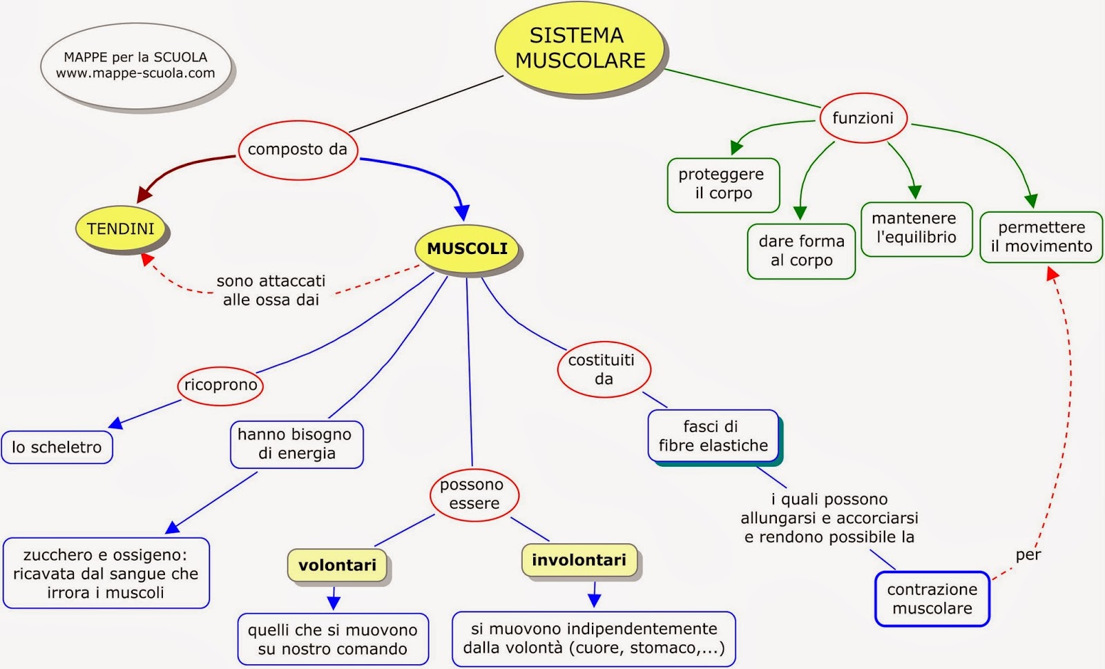 MAPPE per la SCUOLA: SISTEMA MUSCOLARE