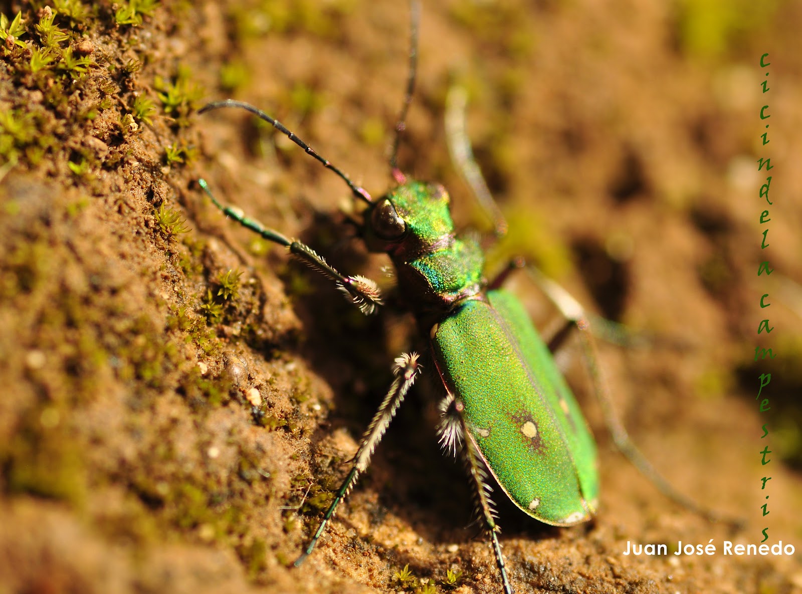 CANTABRIA, FOTOGRAFIA VIVA: Cicindela