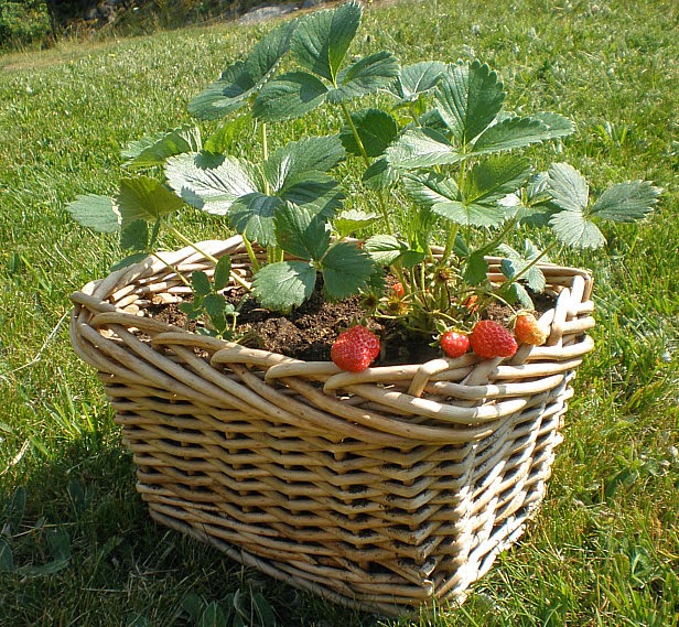 Fullblodsekologen: Fula gubbar!