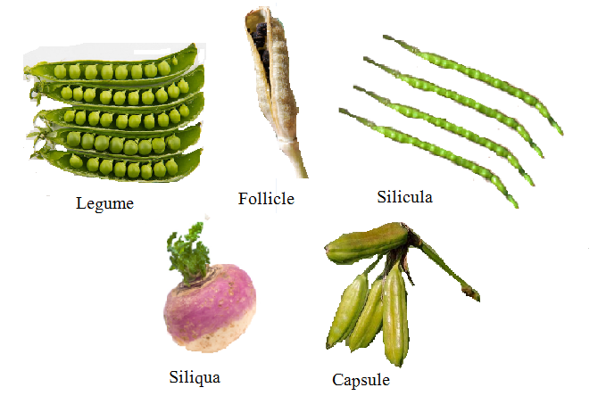 Beauty Of Plants: Fruits Types