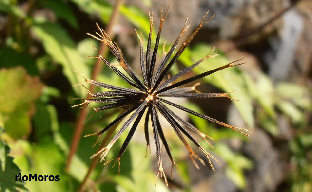 AMOR SECO: Bidens pilosa | Plantas rioMoros