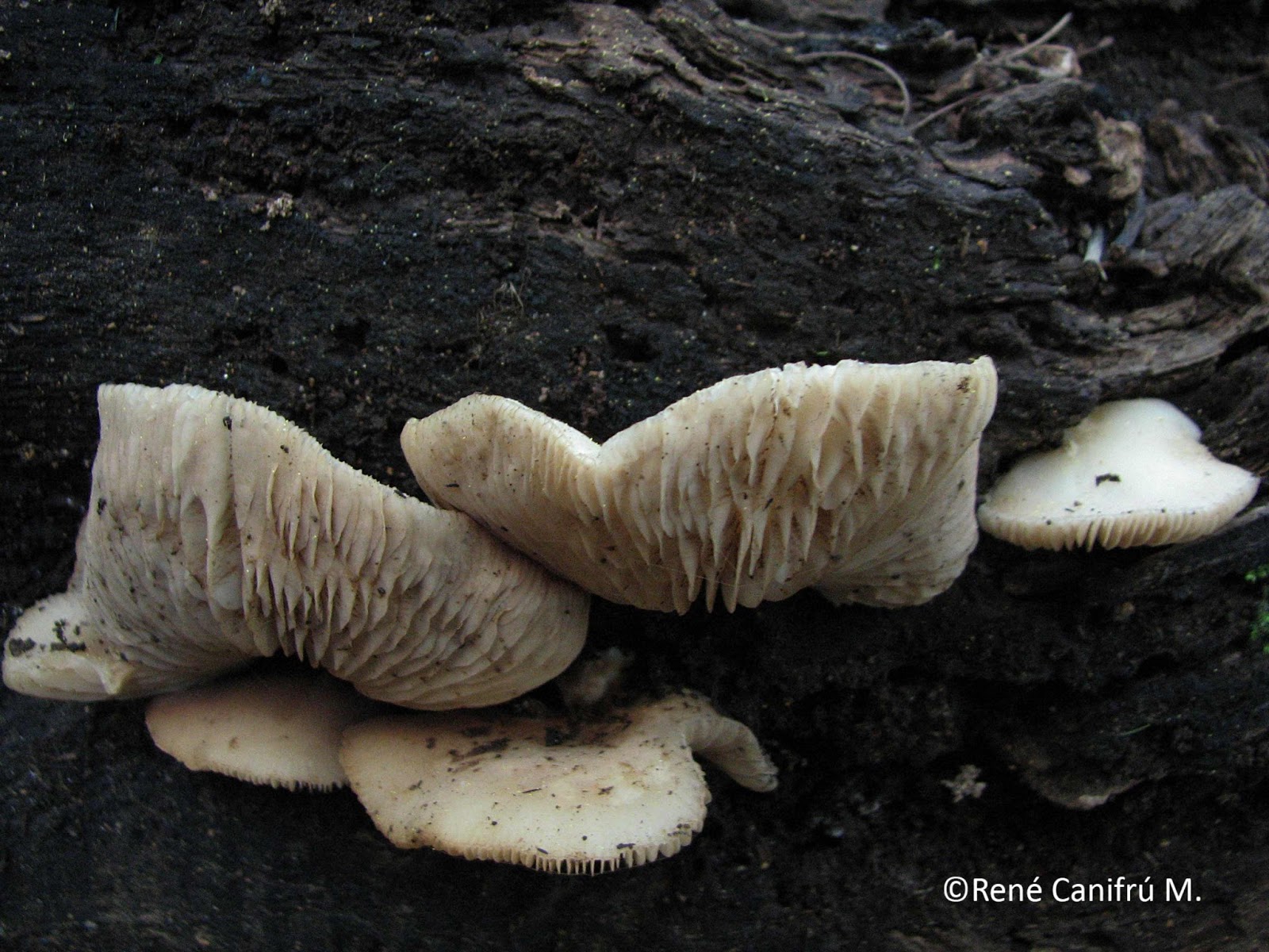 Hongos: Daedalea quercina