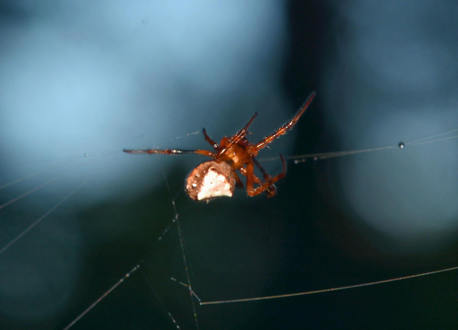 Nature Ramblers: Ramble Report August 20 2015