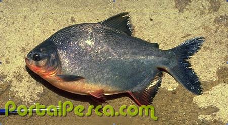 Tic_revista_agro: GENERALIDADES DE LA CACHAMA (Colossoma macropomum ...