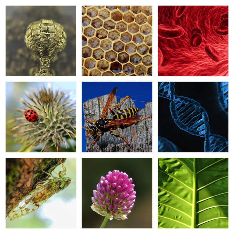 Teaching for Effective Learning : Pedagogy and Science: Form and ...