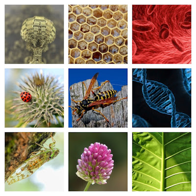 Teaching for Effective Learning : Pedagogy and Science: Form and ...