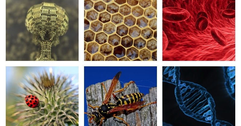 Teaching for Effective Learning : Pedagogy and Science: Form and ...