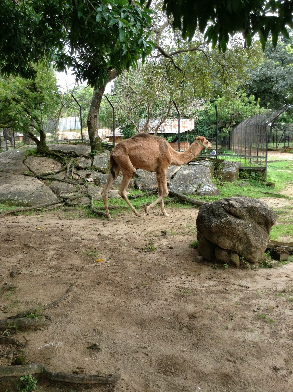 Monika in Nigeria: Hiking at Shere Hills