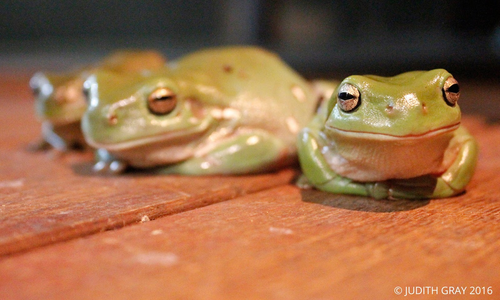 Green Tree Frogs Galore