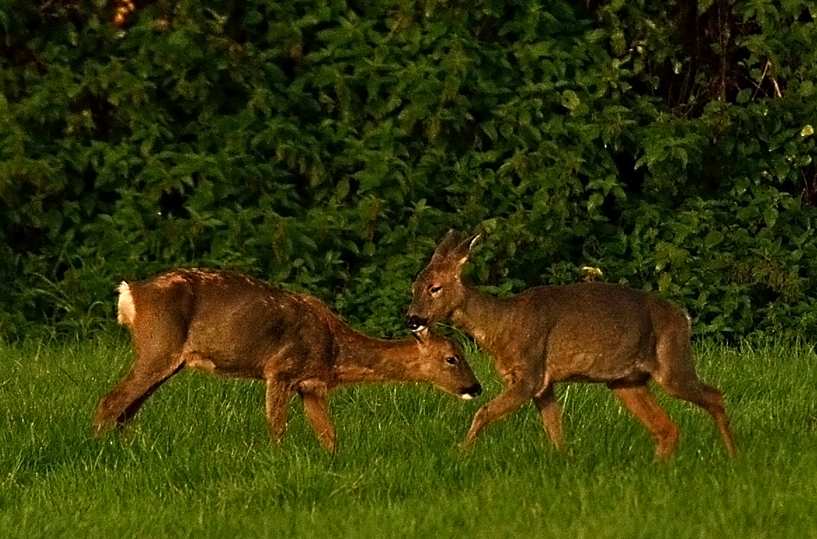 Alan James Photography : Working the browse line