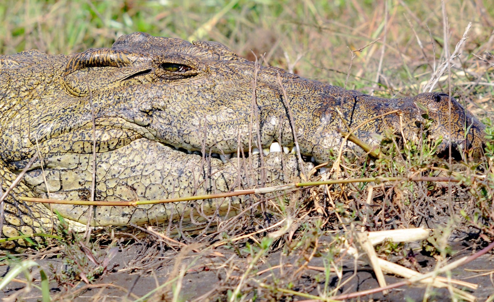 The Nature of Framingham: Killer Crocodiles!