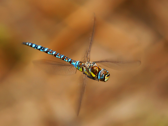 Dragonfly Delight: A Life Cycle in Superb Macrophotography | The Ark In ...